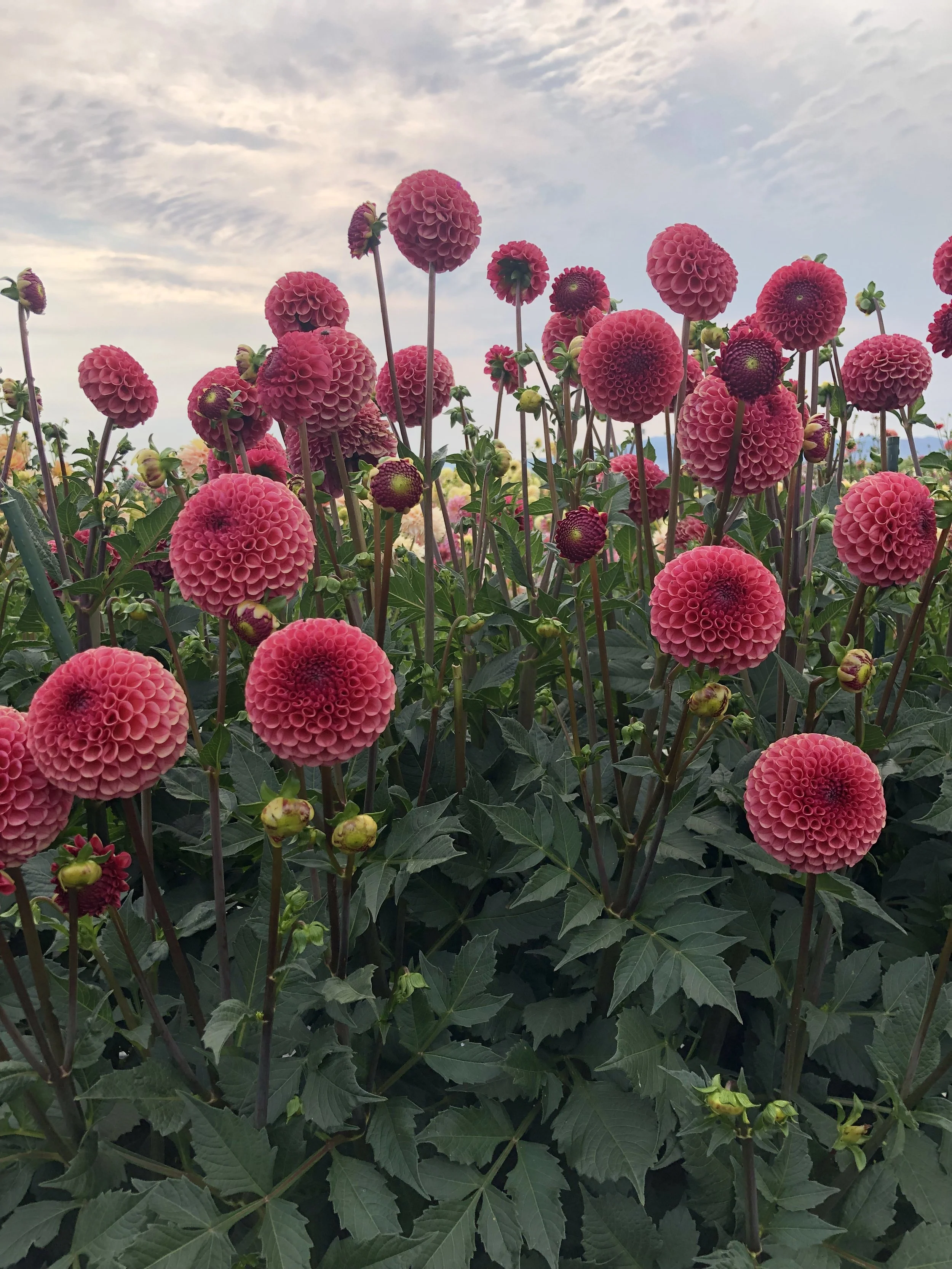 Ferncliff Gardens Dahlias | Fasci Garden
