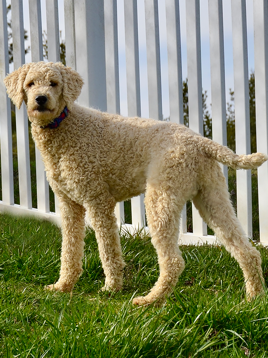 April & Branch AKC Standard Poodle Puppies May 19th, 2024 — Above and ...