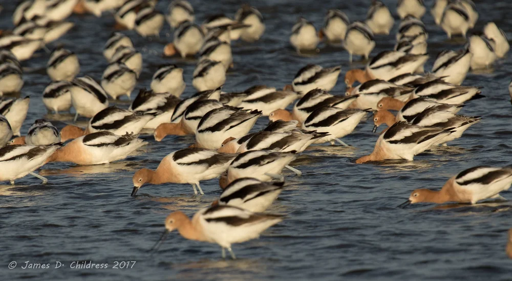 Conservation Funding — LMVJV