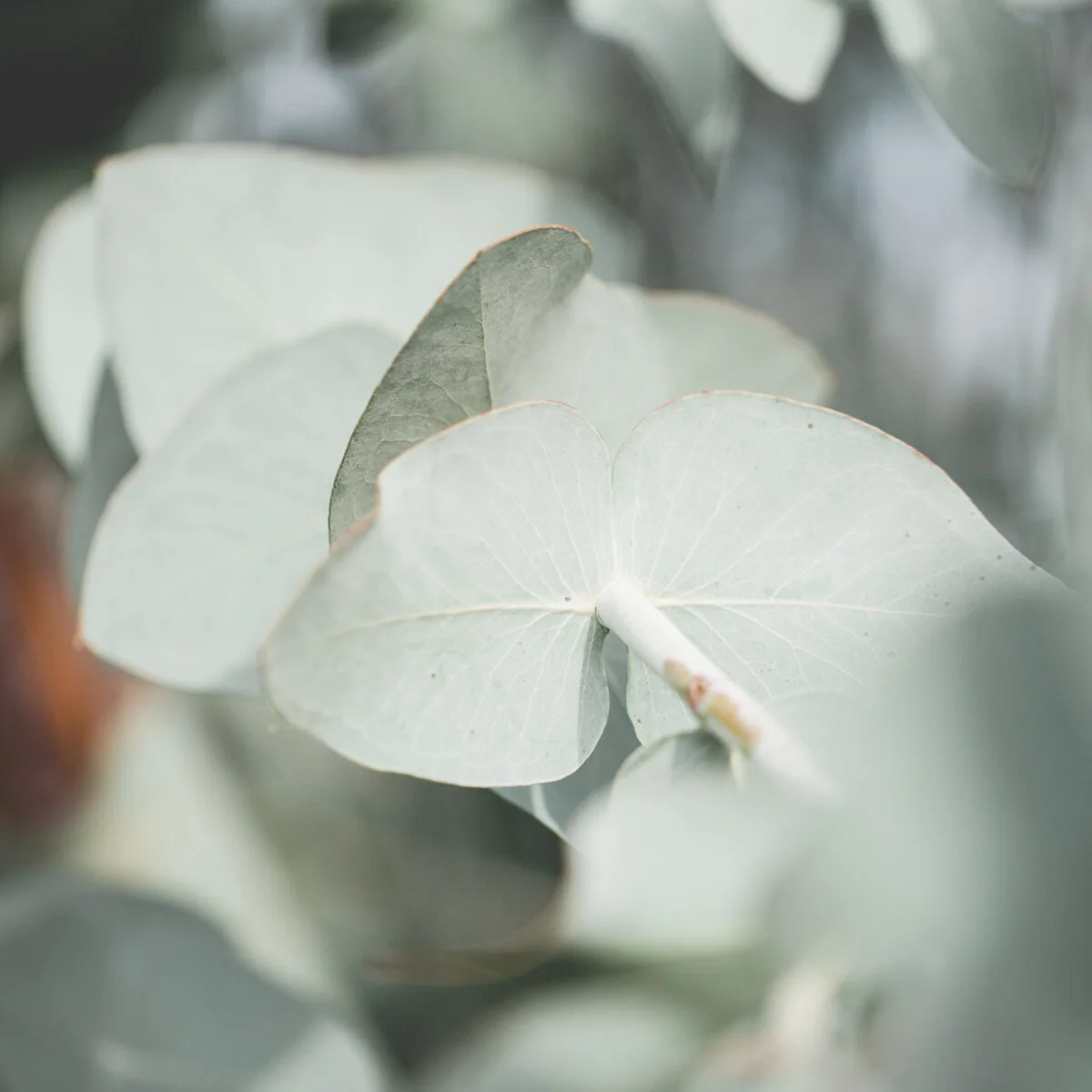 6 Steps to Meeting Your Needs — Riverbank Therapy, PLLC