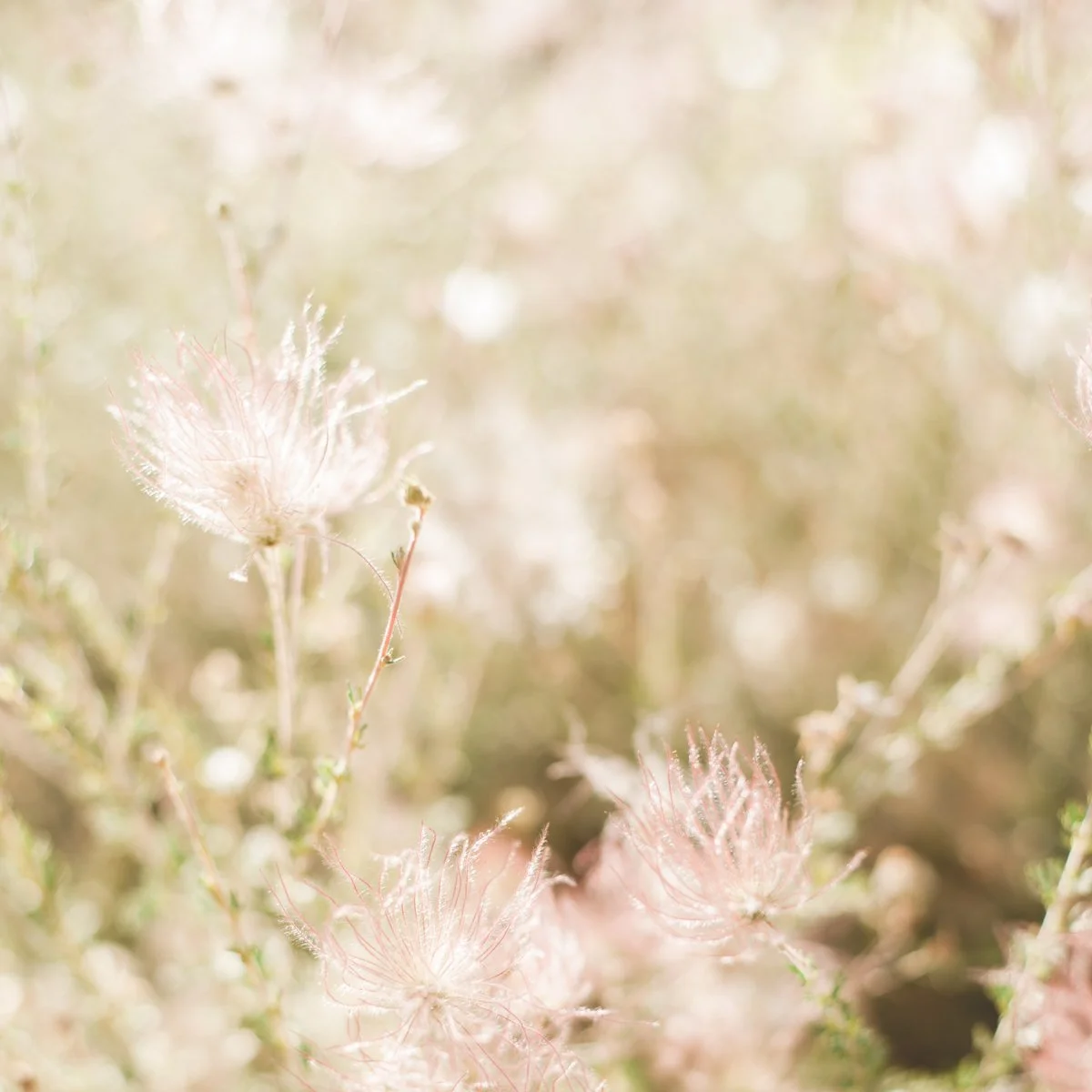 Seattle Therapy — Riverbank Therapy, PLLC