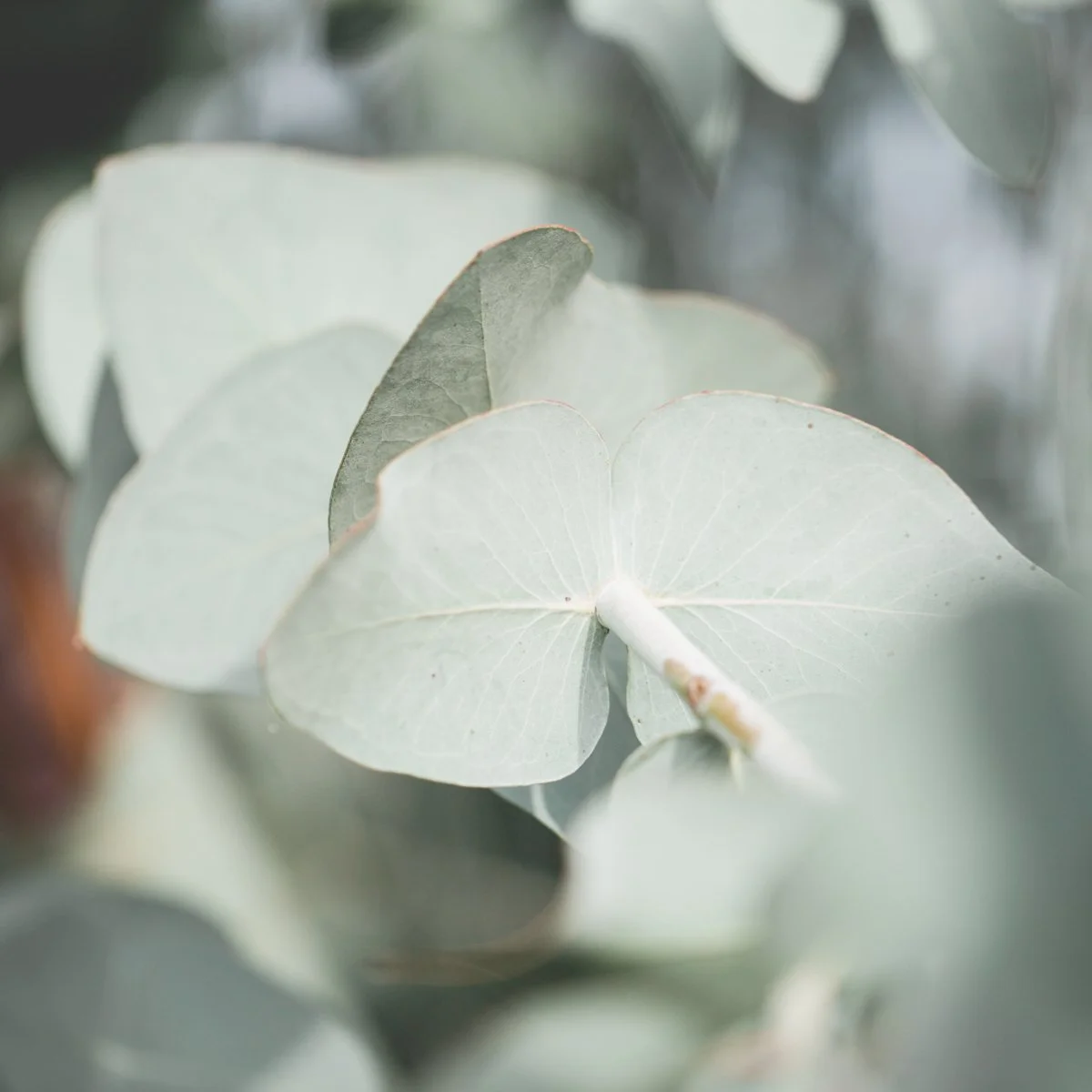 Seattle Therapy — Riverbank Therapy, PLLC