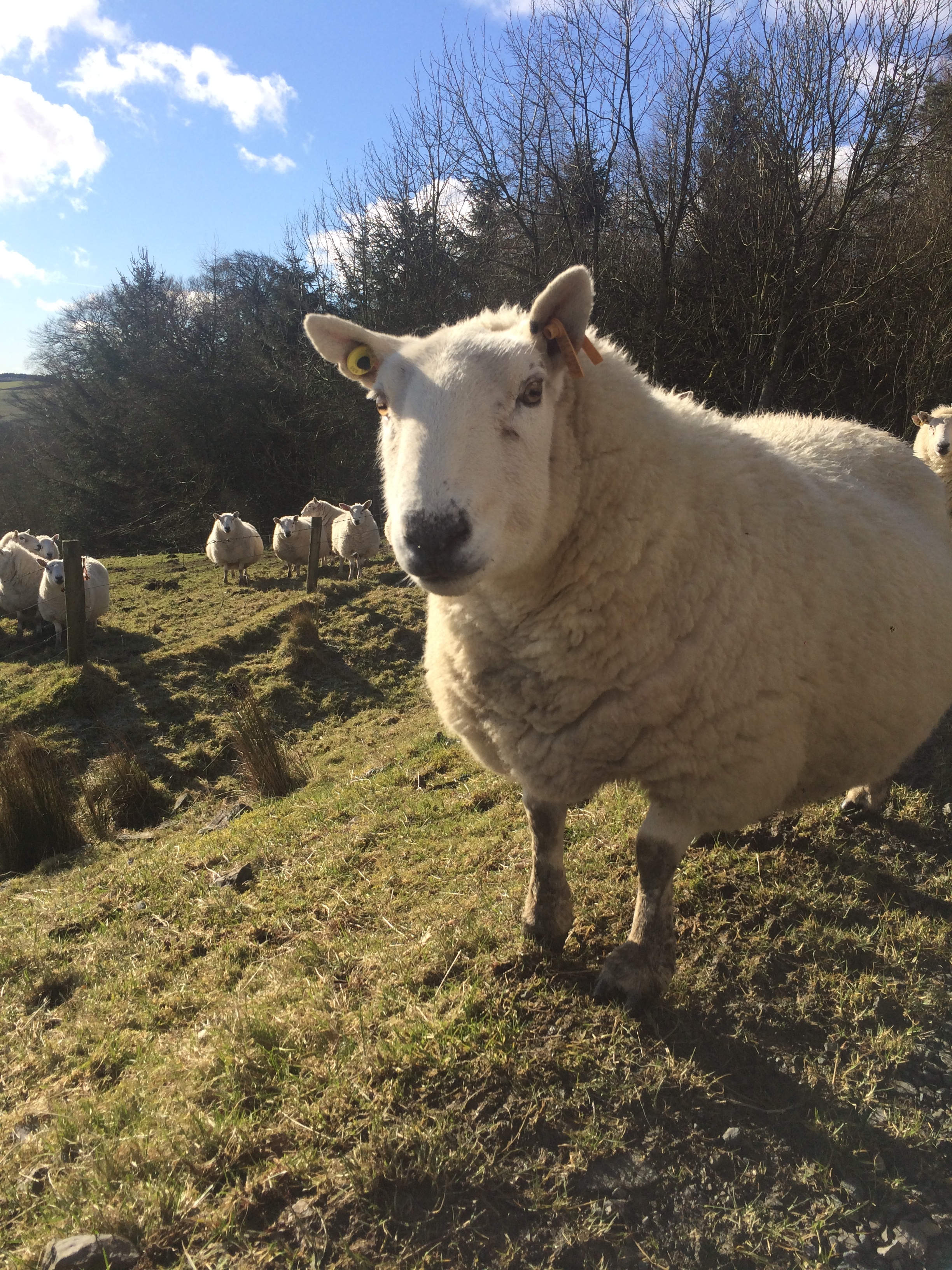Launder Farm Experience Days