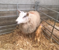 Launder Farm Experience Days