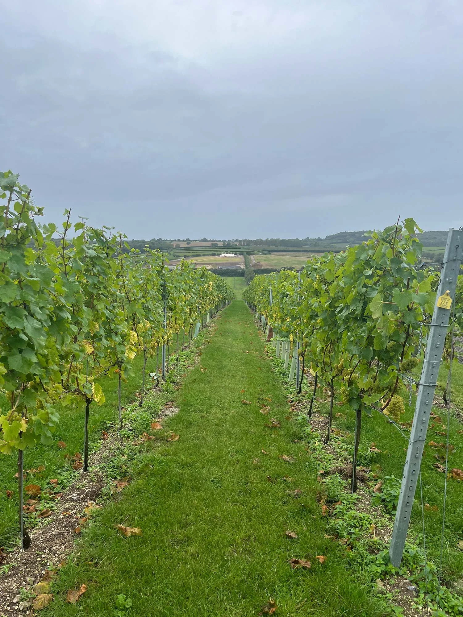 Iconic Champagne brand Taittinger opens new winery 'Domaine Evremond ...