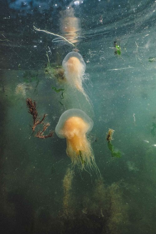 Thanet photographer Rebecca Douglas on nature and making an impact with ...