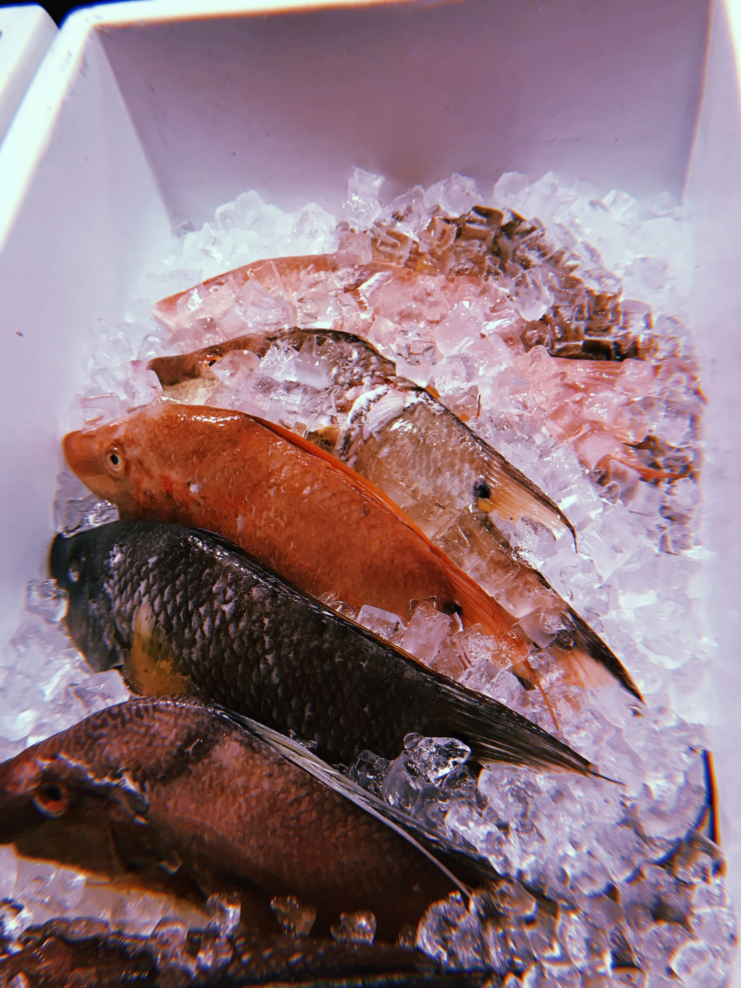 Caramba! a Unique Restaurant Experience — Belize Happy Adventures