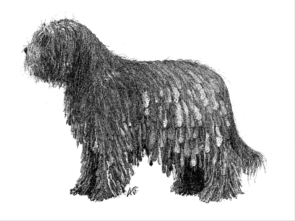 Are Bergamasco Aggressive