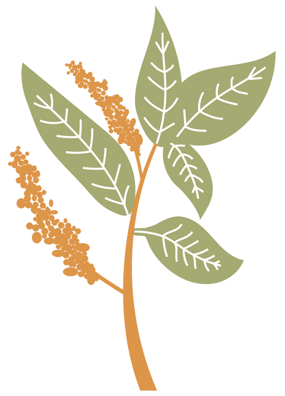 Shop — Panacea Nutritionals