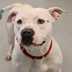 Adopt | Columbus Humane — Columbus Humane