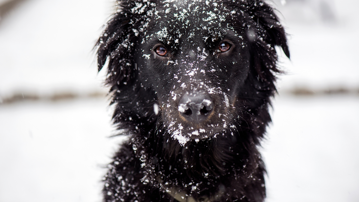 Do Dogs Like Cold Weather