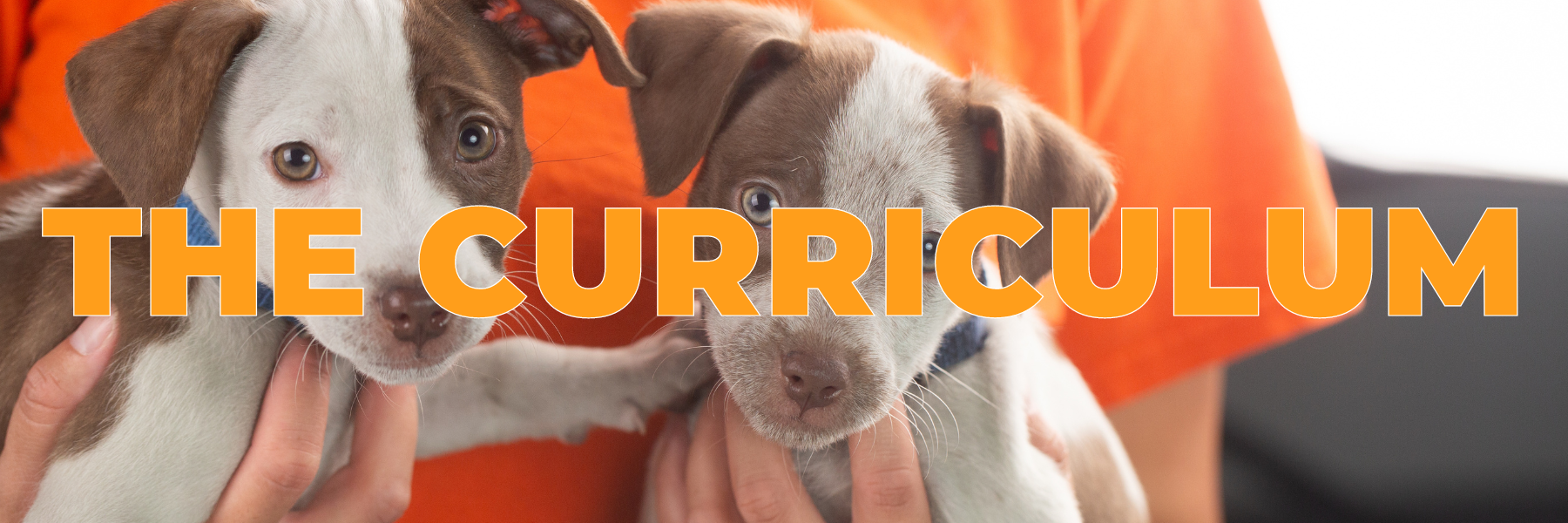 Dog Training | Columbus Humane — Columbus Humane