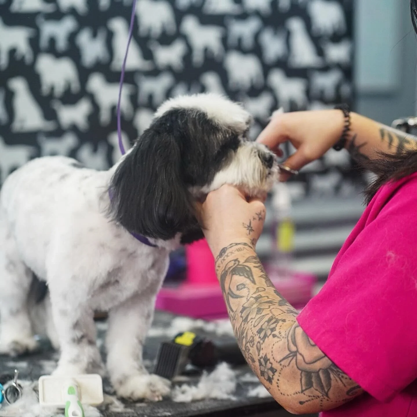 Shampooch Pet Styles