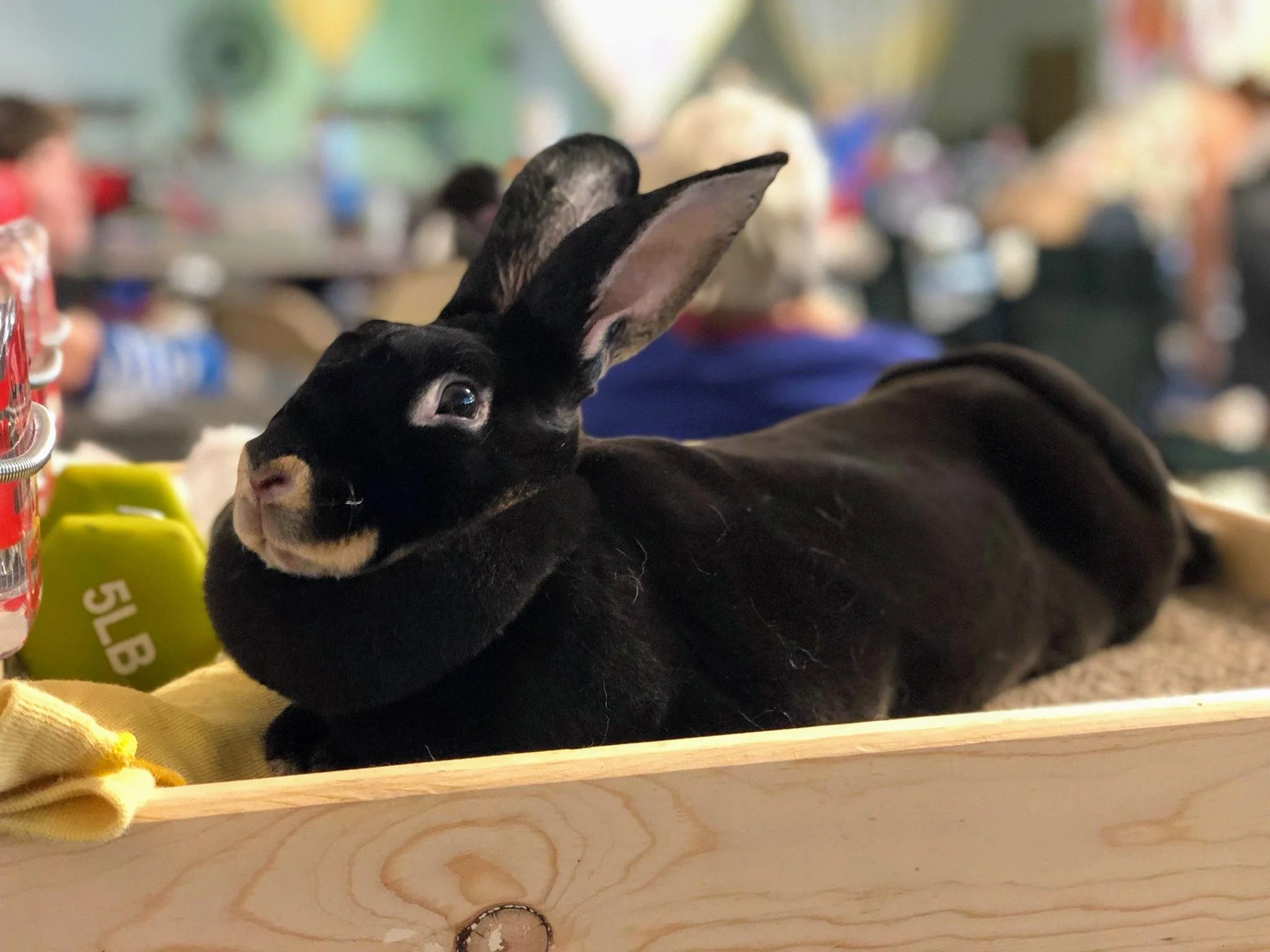 Gallery — Hoppy Days Rabbitry