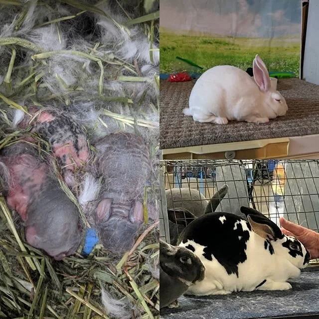 Hoppy Days Rabbitry