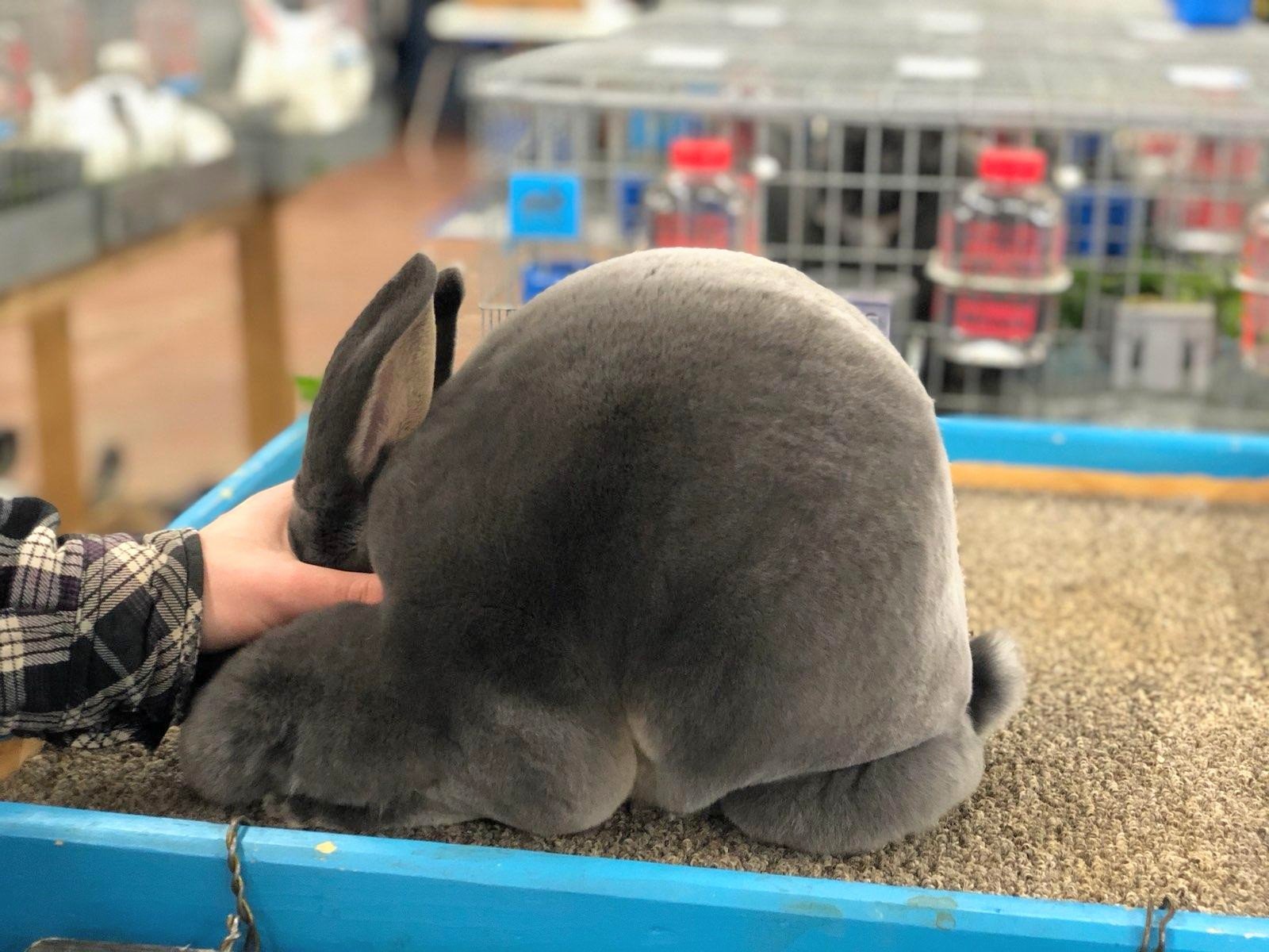 Sales — Hoppy Days Rabbitry