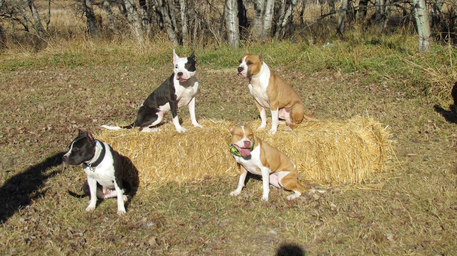 Flatlands Kennel Boarding & Training