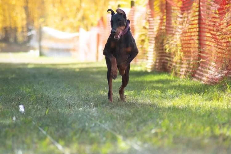 Harvest K9 Games — Flatlands Kennel Boarding & Training