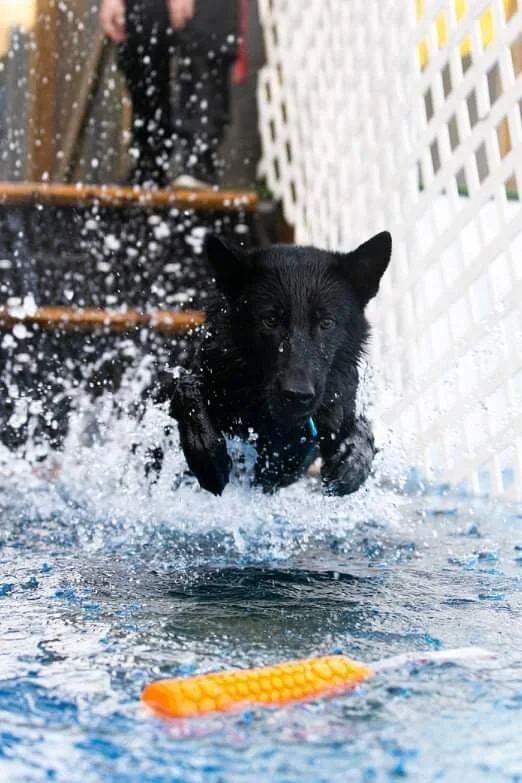 Harvest K9 Games — Flatlands Kennel Boarding & Training