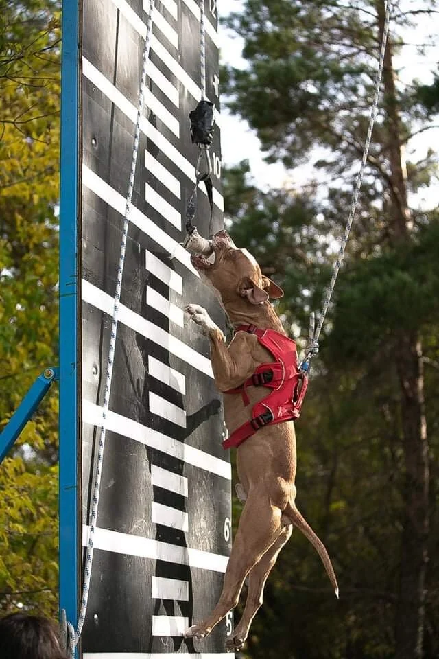 Harvest K9 Games — Flatlands Kennel Boarding & Training