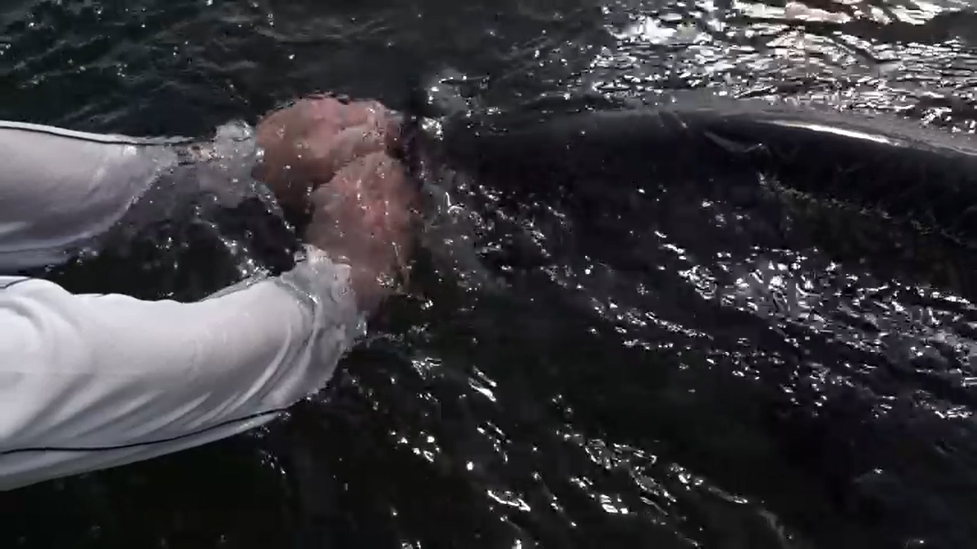 Dinosaur Tarpon with David Mangum | WAYPOINT TV