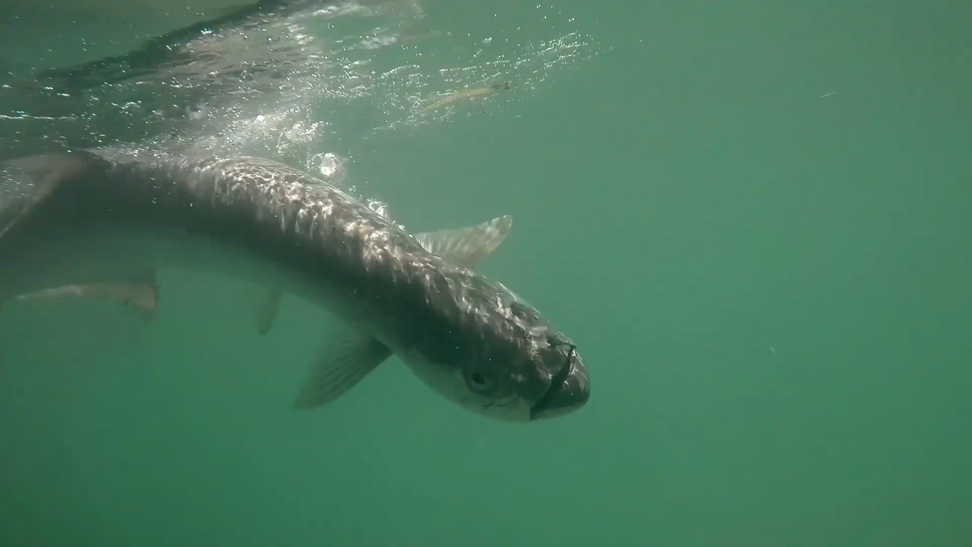 5 Tips For Handling/Releasing Tarpon That Are Better For The Fish ...