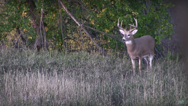 Whitetail Body Language: 5 Signs To Look For | WAYPOINT TV