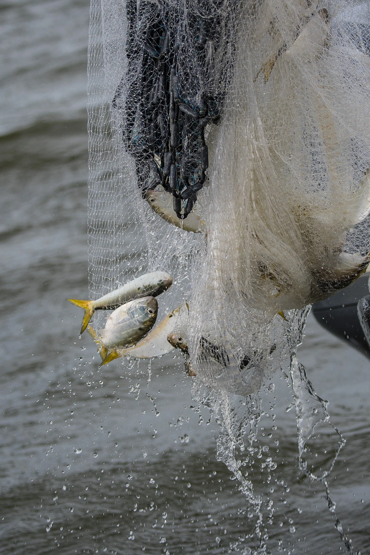 2 Ways to Up Your Yellowtail Game | WAYPOINT TV