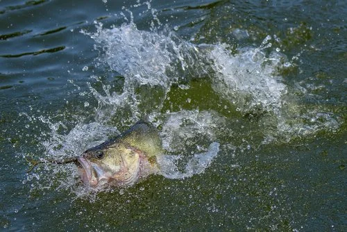 Watch Fishing Shows | WAYPOINT TV