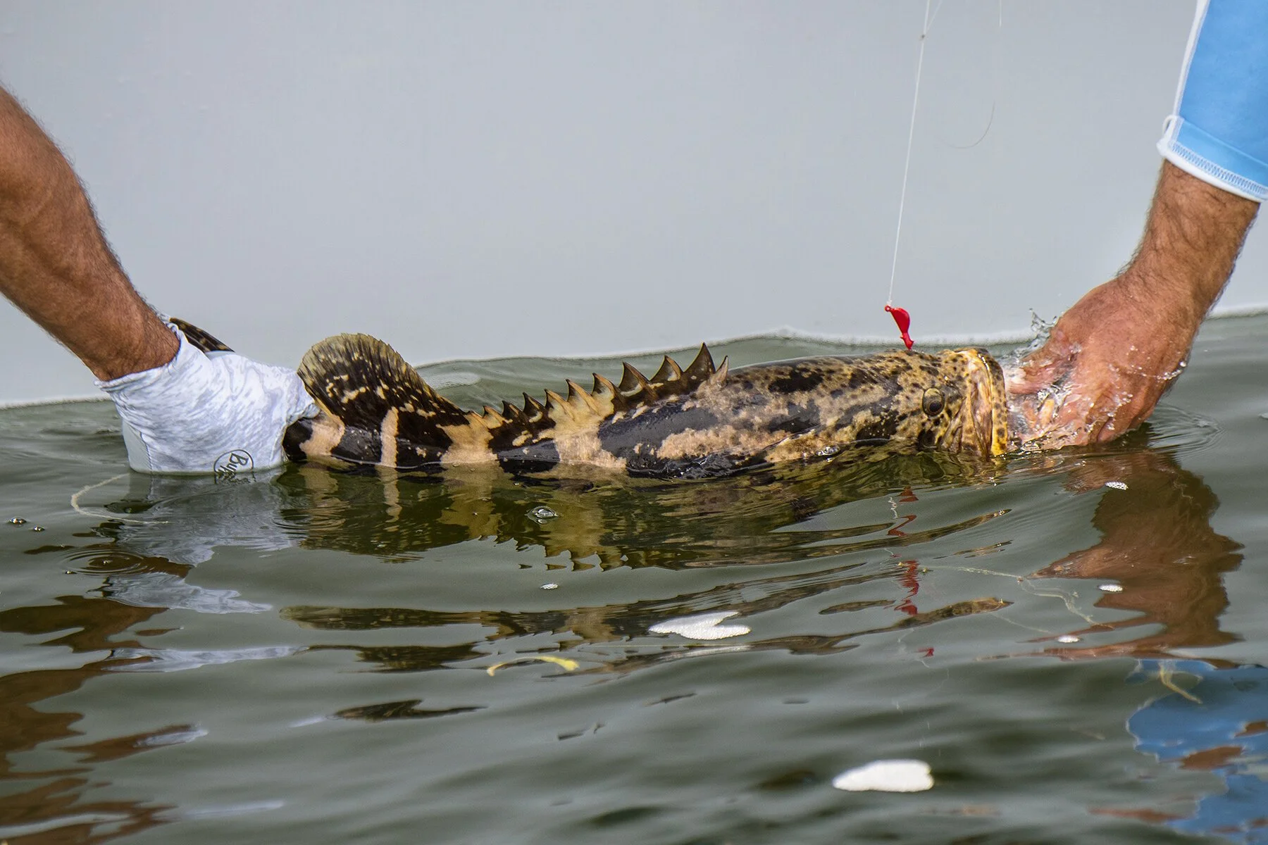 Florida Approves the First Goliath Grouper Harvest in 32 Years ...