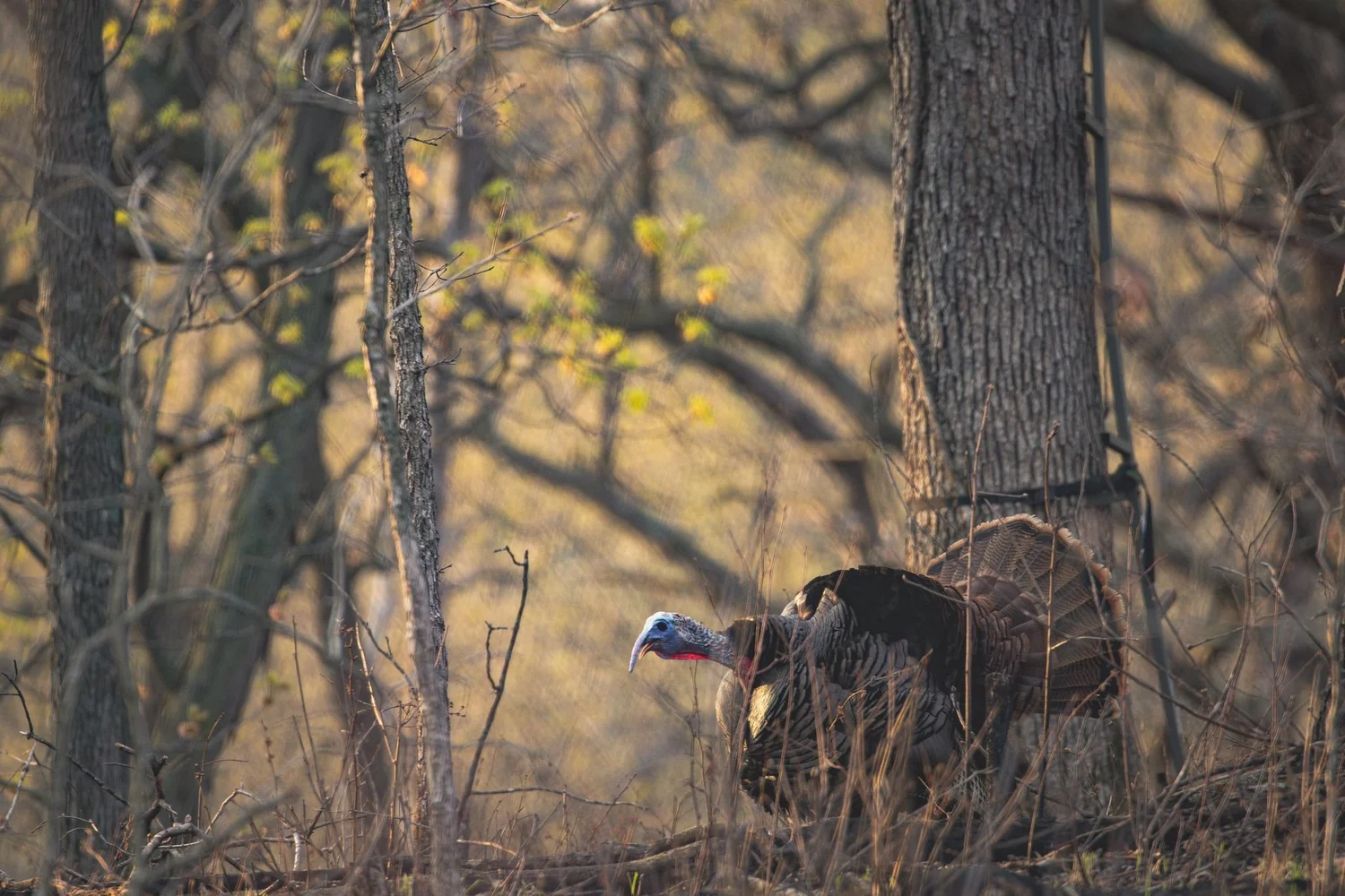 When and Why Turkeys Gobble | WAYPOINT TV