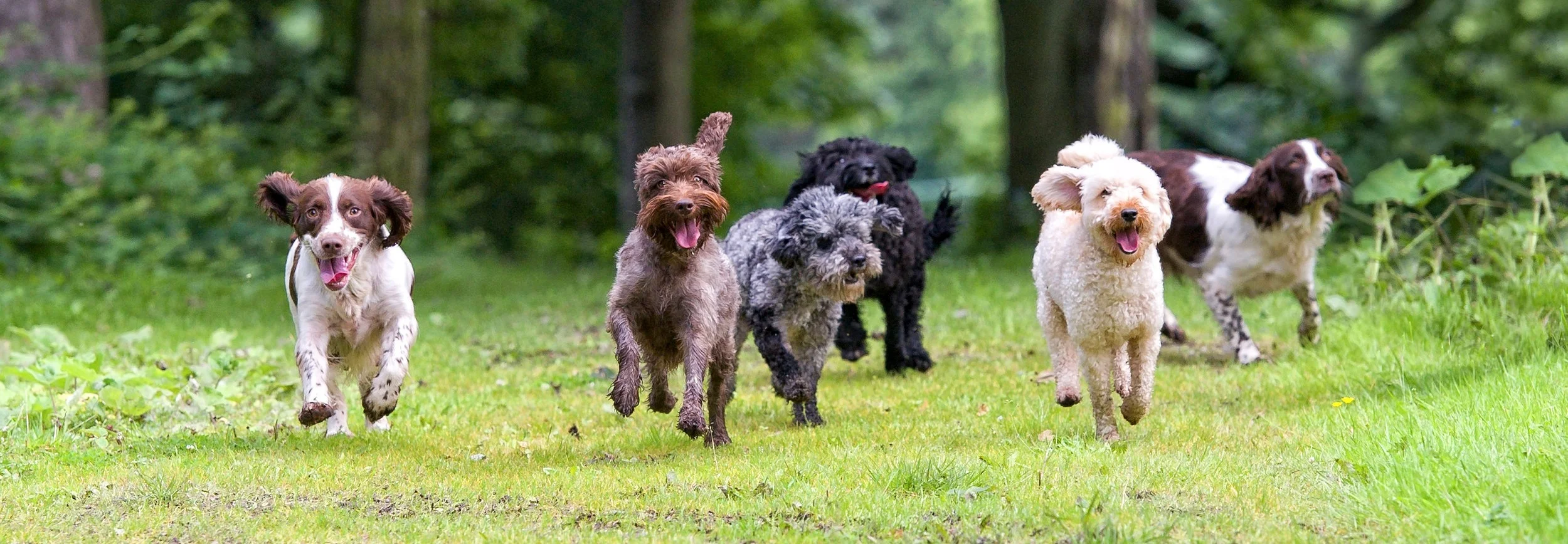 Colleen Needles Steward — Tremendous! Entertainment