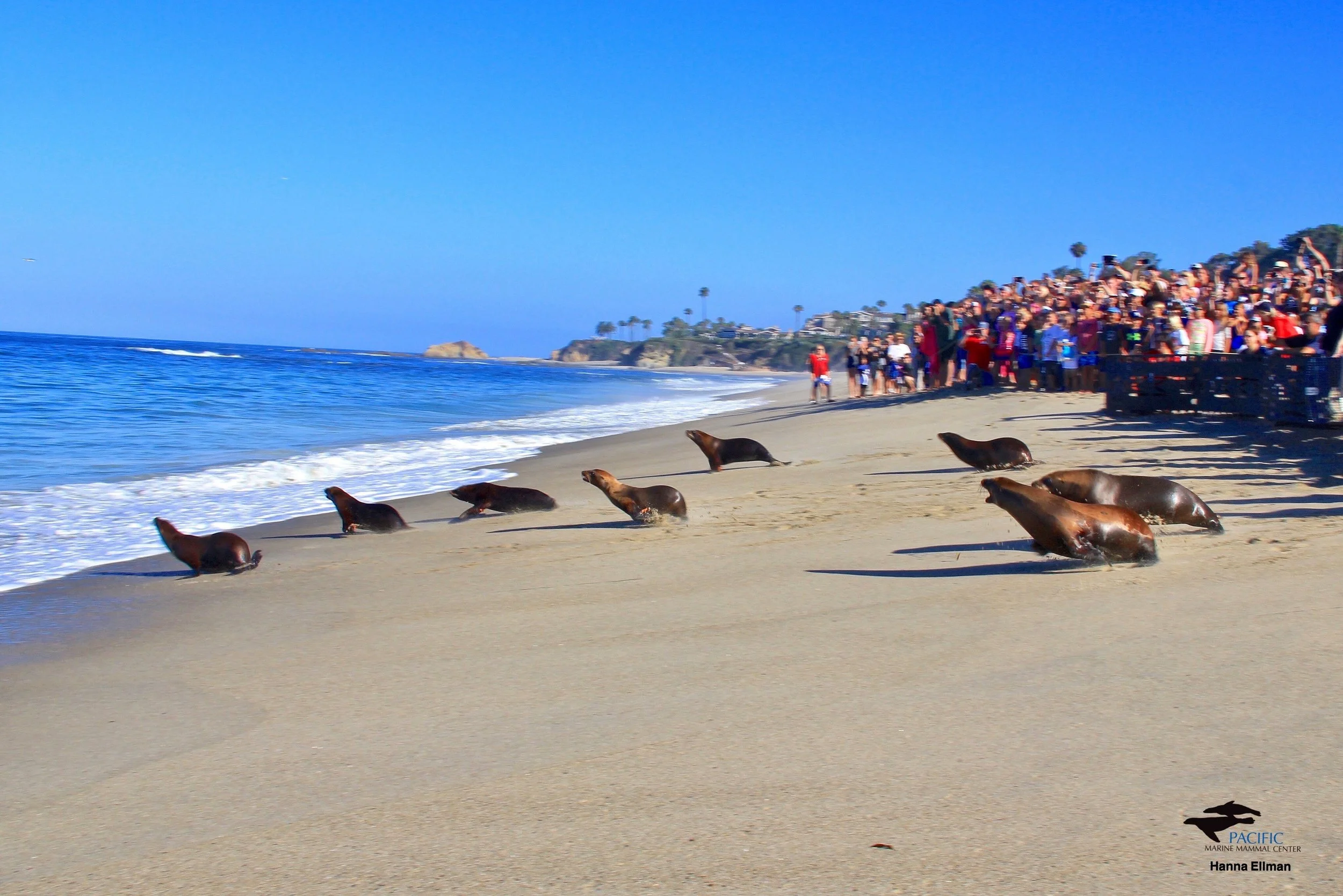 Pacific Marine Mammal Center