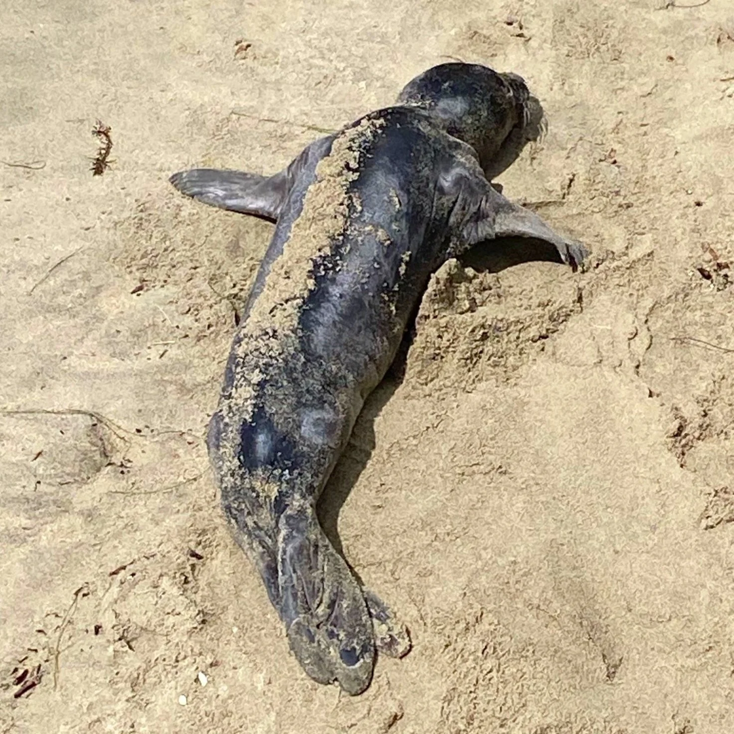 Our Patients — Pacific Marine Mammal Center