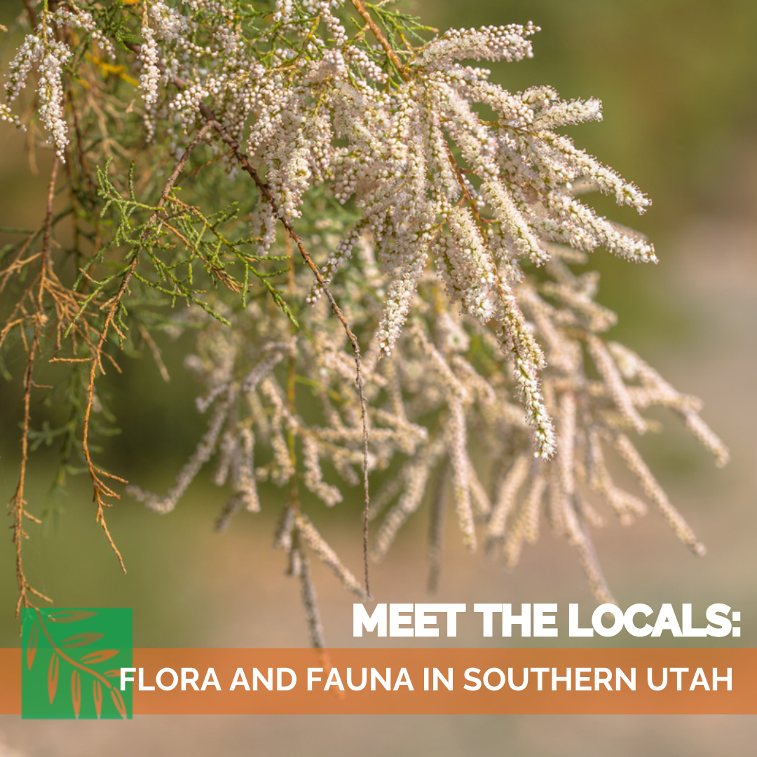 Meet the Locals: A Guide to the Flora and Fauna in Southern Utah ...