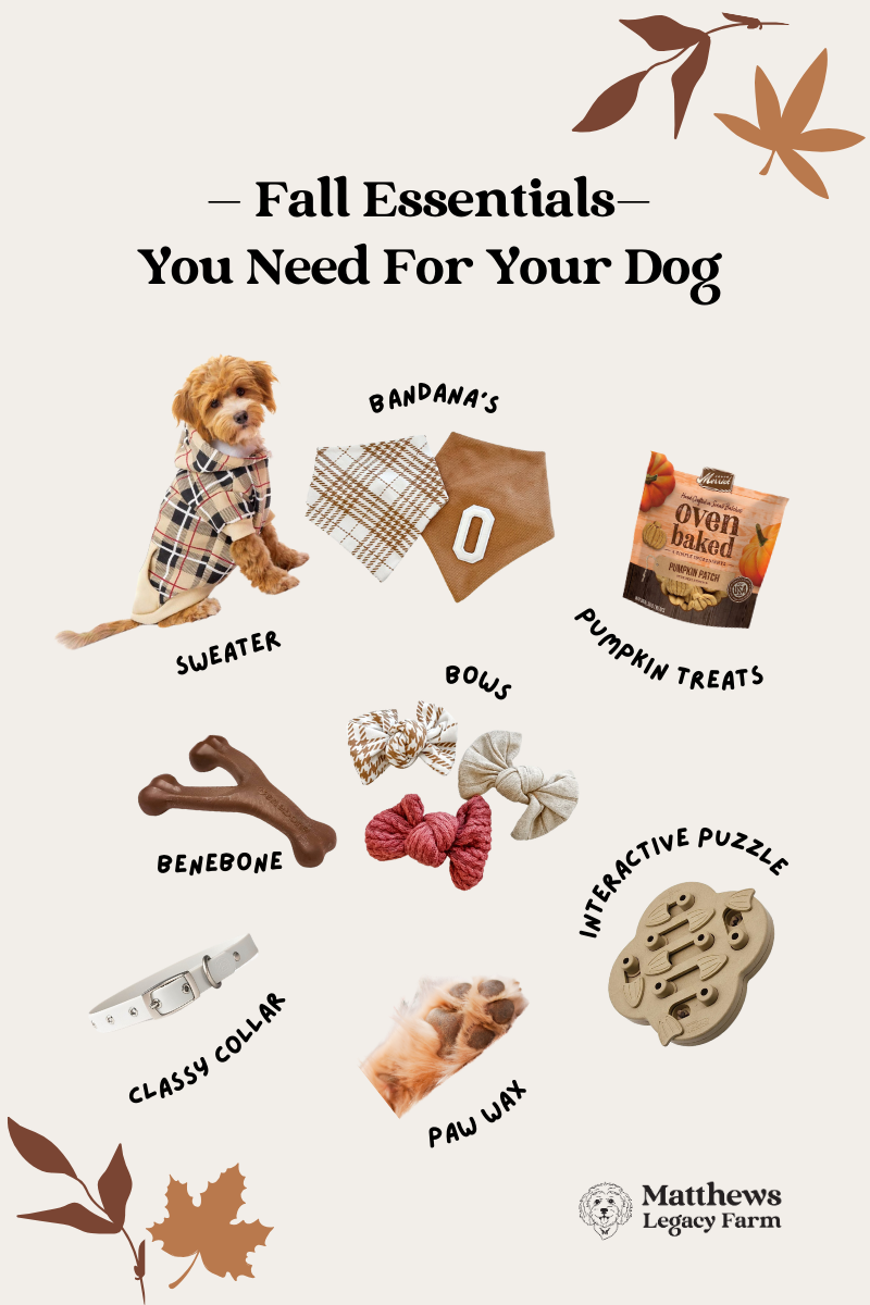 Fall Essentials You Need For Your Doodle — Matthews Legacy Farm