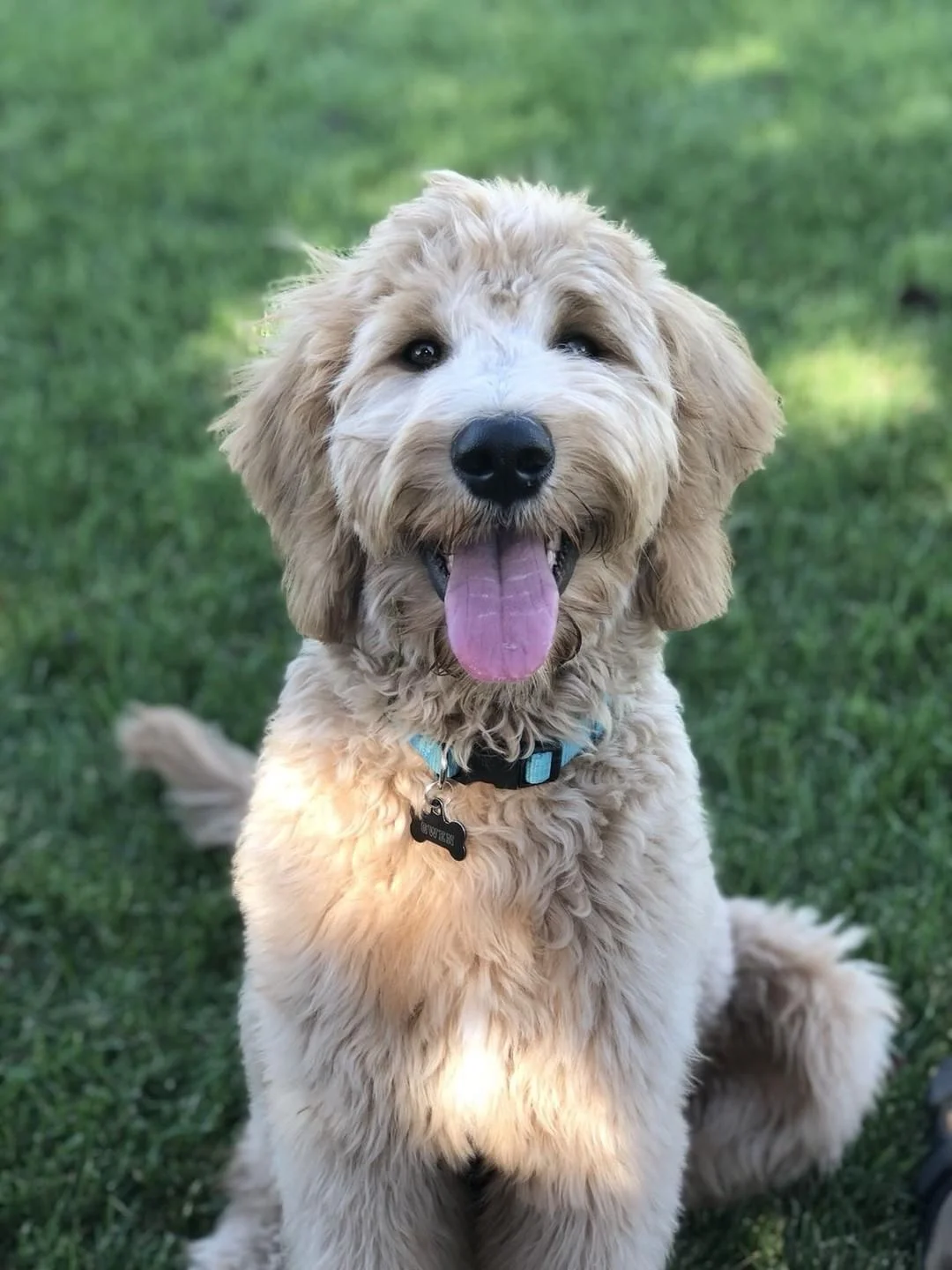 Standard Goldendoodles — Matthews Legacy Farm
