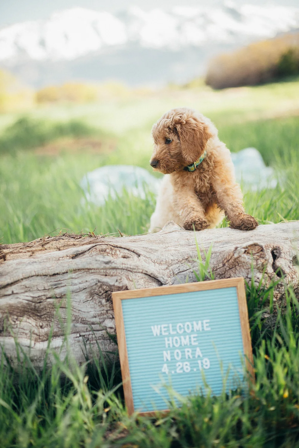 Trendy & Cute Dog Names — Matthews Legacy Farm
