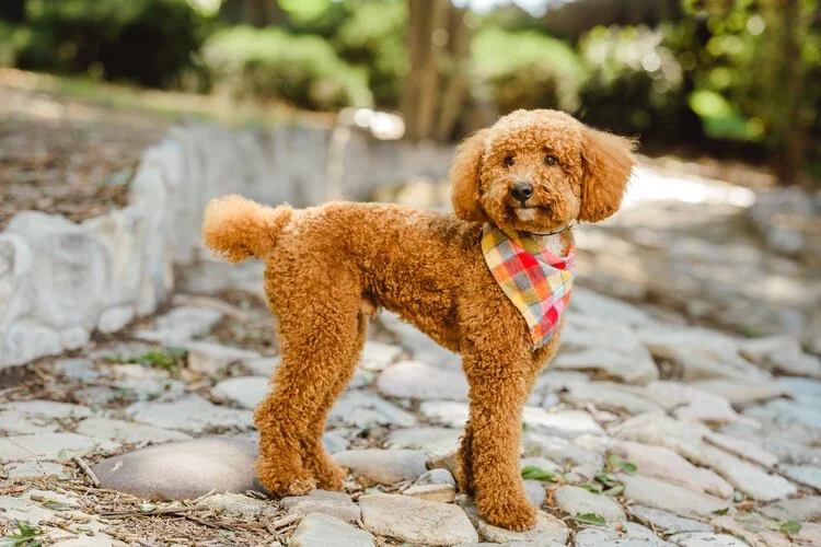 Mini Goldendoodles — Matthews Legacy Farm