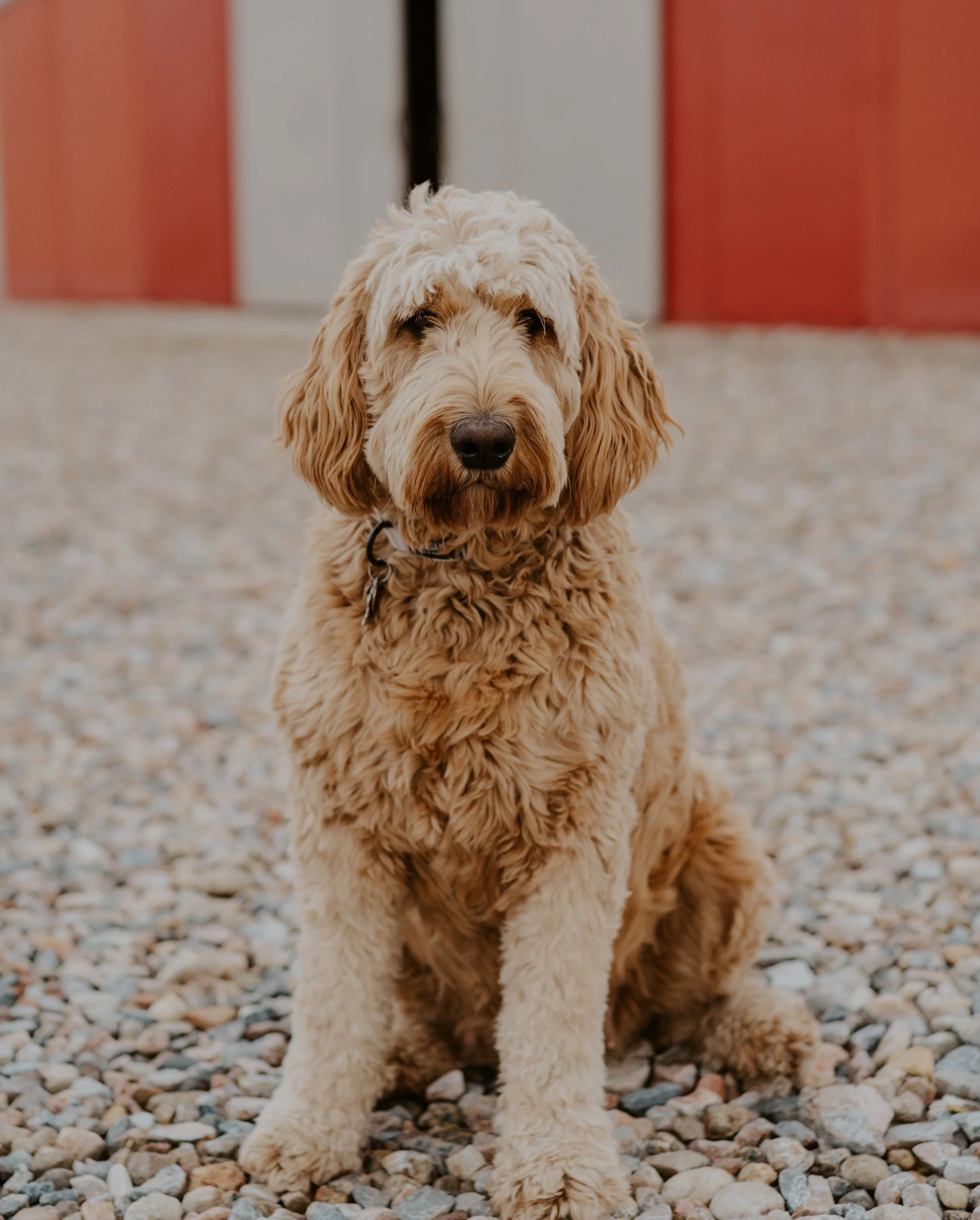 Standard Goldendoodles — Matthews Legacy Farm