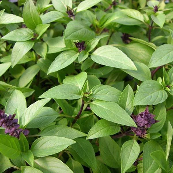 Store — Farm to Fridge