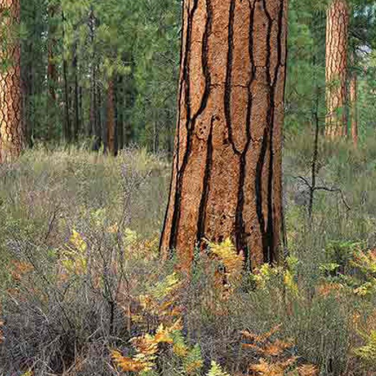 Southern Yellow Pine | AMERICAN LUMBER