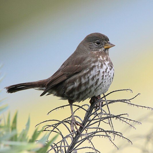 Pacific Northwest Thrush Bird Pictures