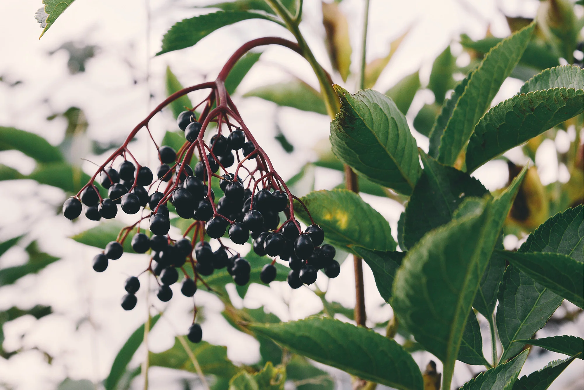 Courses — Elder Farm