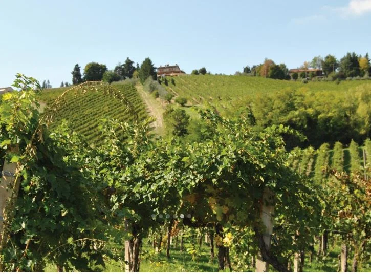 A Boutique Producer from Romagna in Italy with Organic Wines that Wow ...