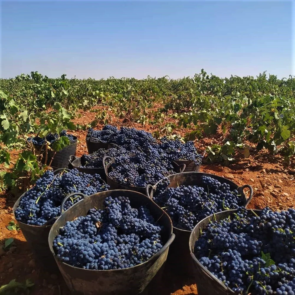 Ecce Vinum | Old Vine Tempranillo | Organic Vegan Red Wine — Vero