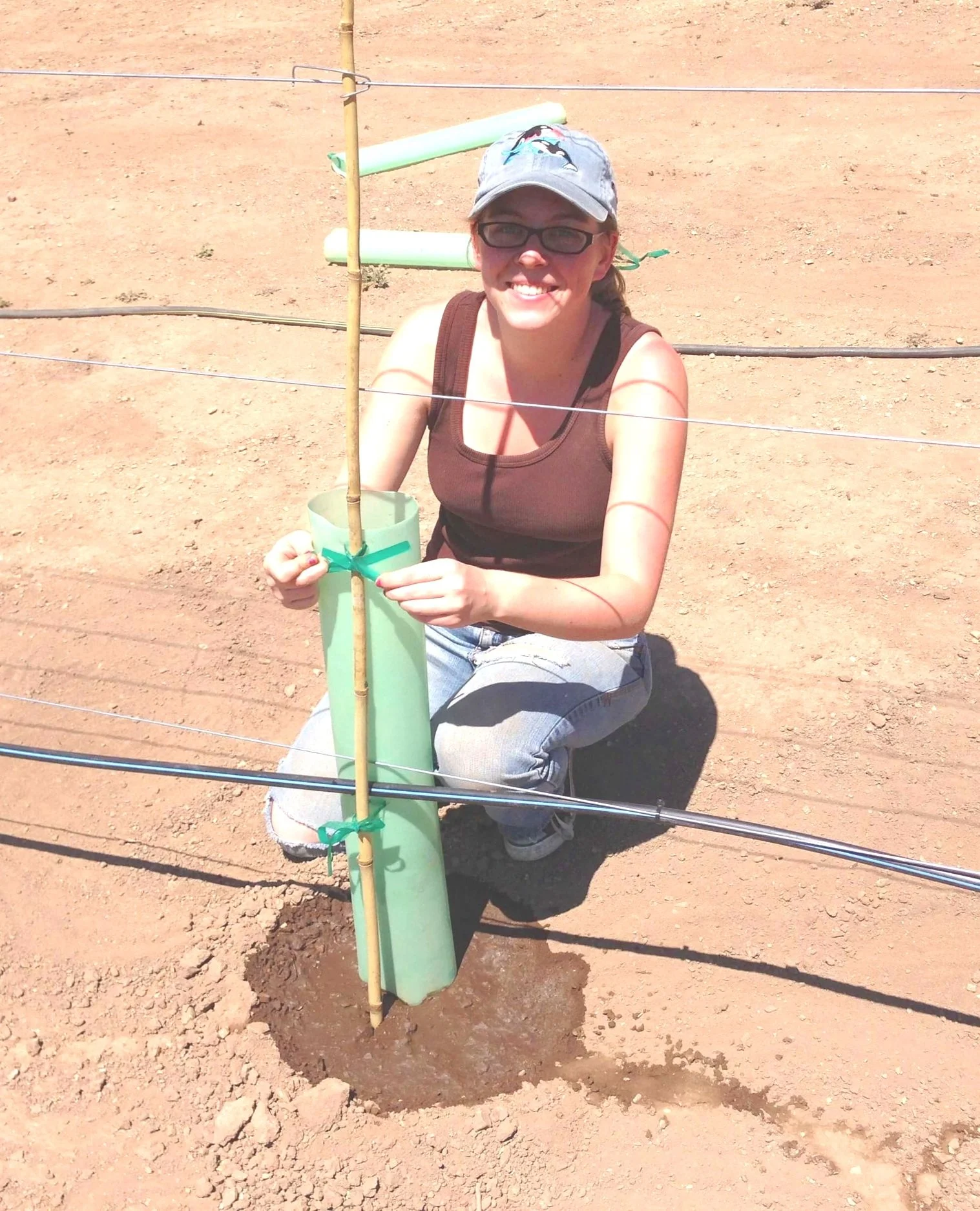 Discover the fascinating process of creating a vineyard from scratch ...