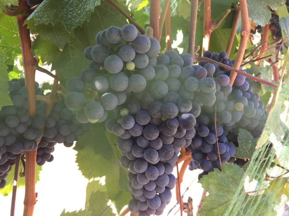 Dolcetto Wine: Italy's Early Bloomer Thrives in CA Too — Vero