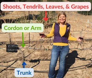 From Vine to Vino: Unveiling Grape and the Vine Anatomy — Vero