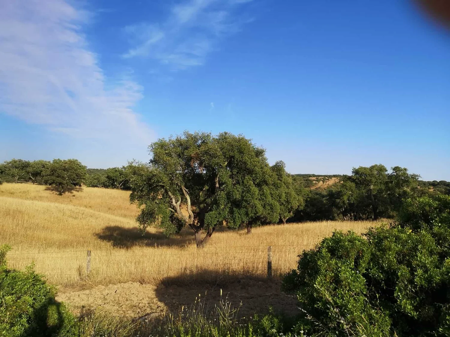 The Cork Story: From Forest to Wine Bottle Stopper — Vero